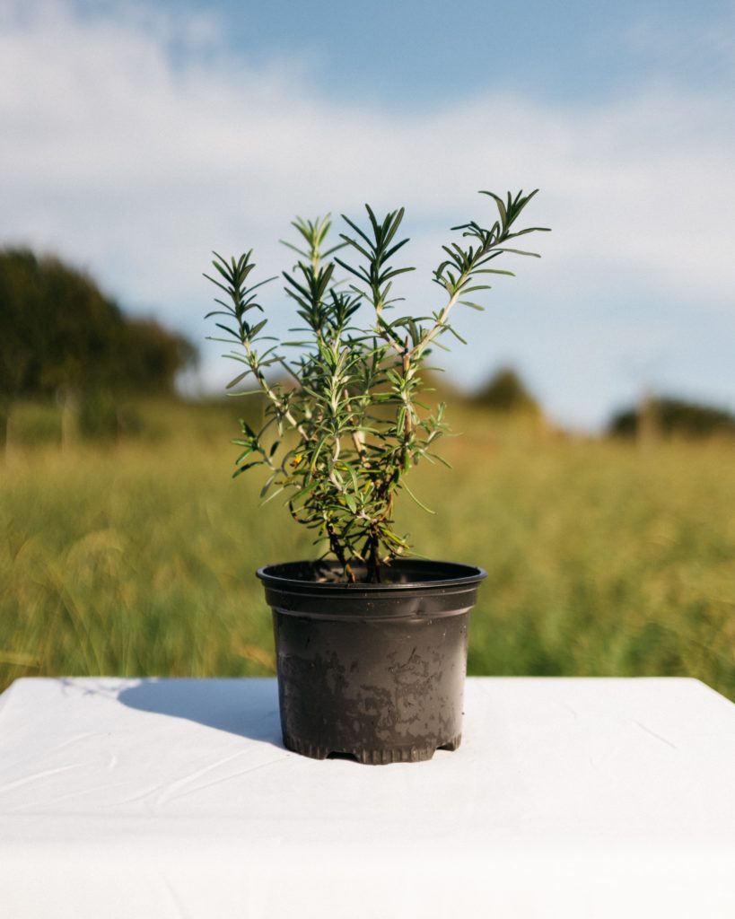 Romarin officinal – Rosmarinus officinalis – Indartia – Pépinière ...