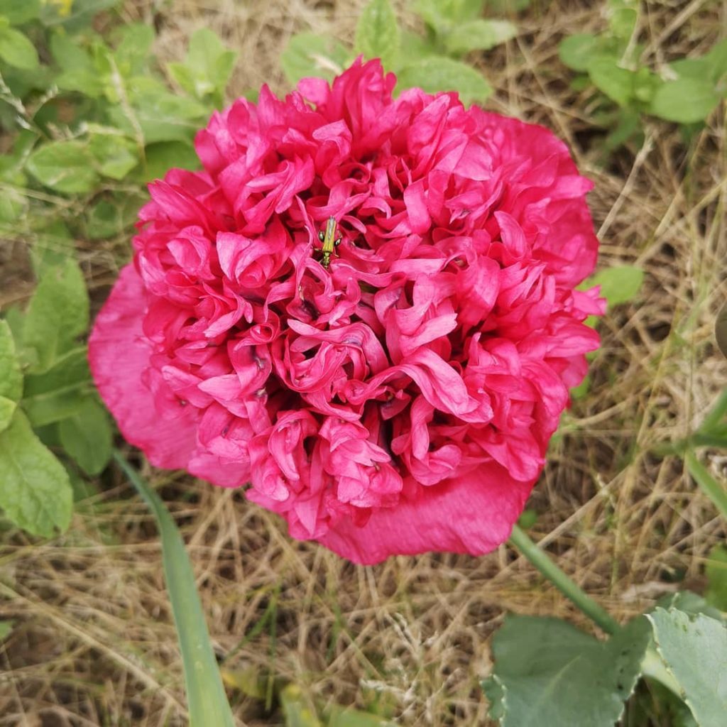 Pavot à fleurs doubles rose - Papaver somniferum - Indartia - Pépinière ...