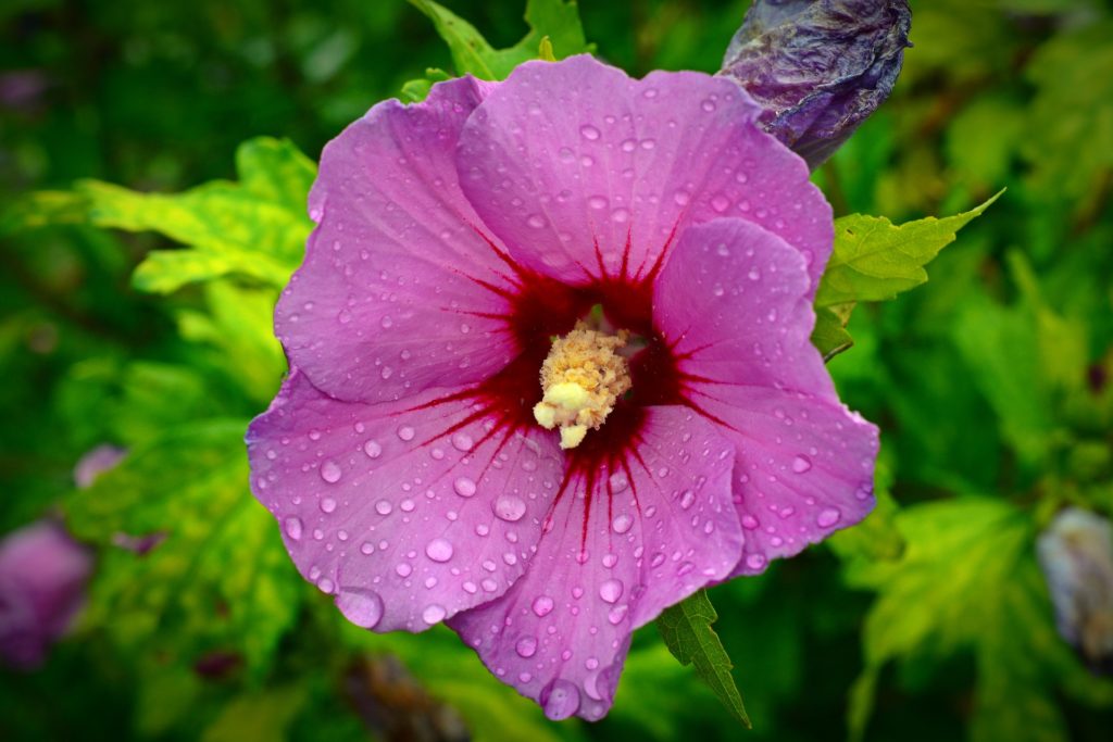 Althéa - Hibiscus syriacus - Indartia - Pépinière Nourricière au Pays ...