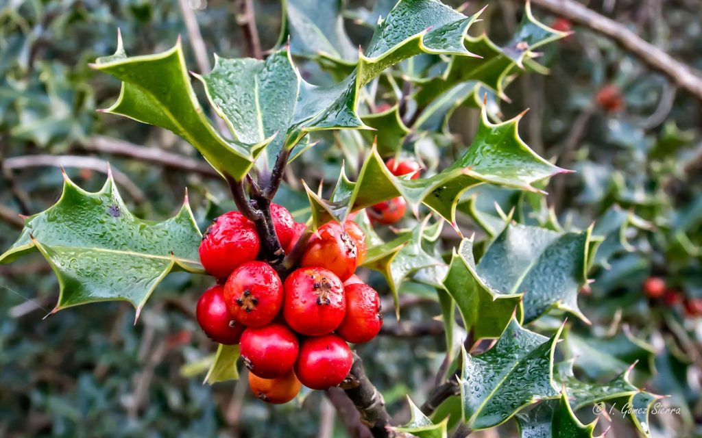 Houx commun – Ilex aquifolium – Indartia – Pépinière Nourricière au ...