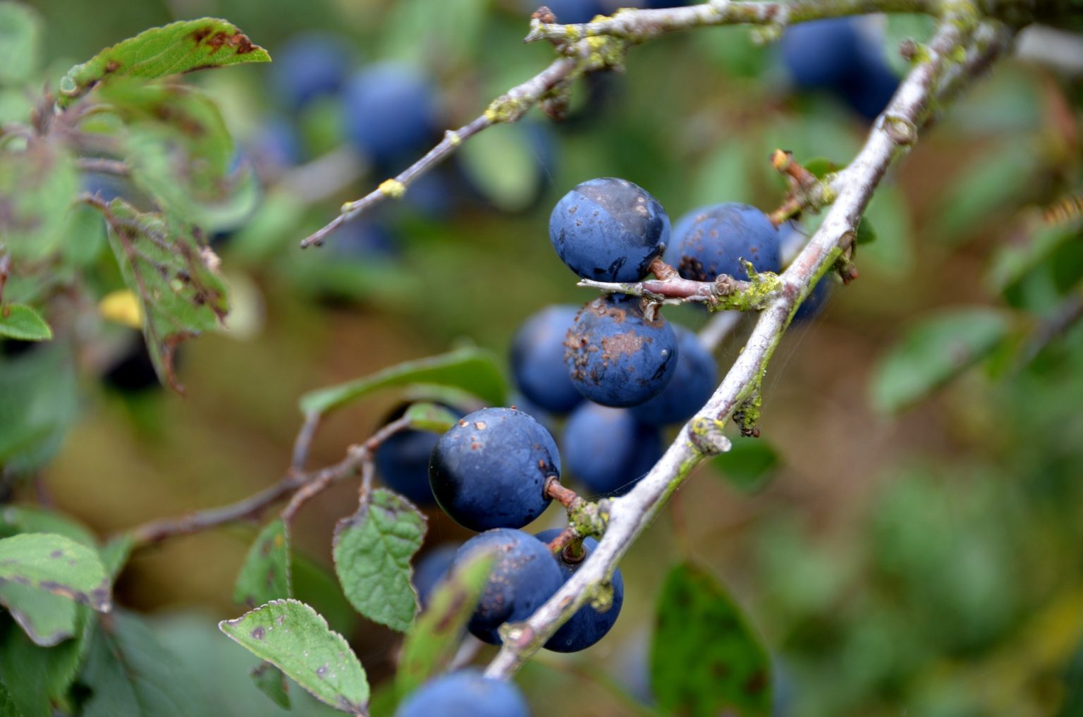 Prunellier - Prunus spinosa - Indartia - Pépinière Nourricière au Pays ...